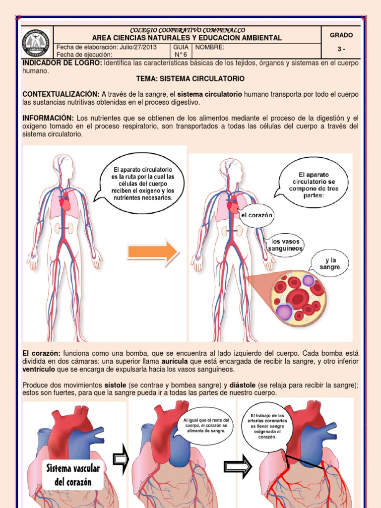 Guía #6 Sistema Circulatorio | Sangre | Sistema circulatorio | Prueba ...