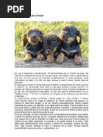 Morfología del perro: Graioides y Occipucio | PDF | Diente | Pastor alemán