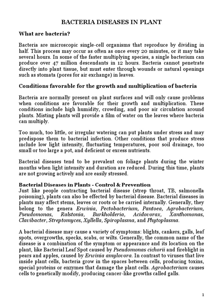 Bacteria Diseases in Plant | PDF | Bacteria | Plants