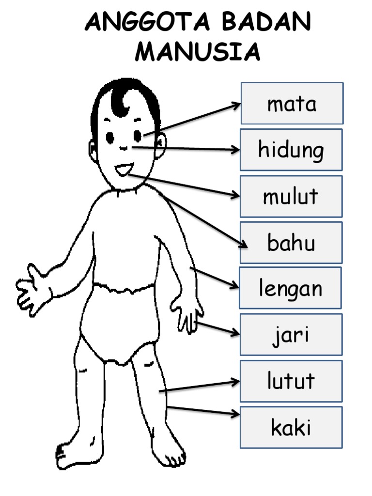 Anggota Badan Manusia | PDF