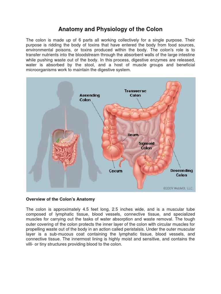 Anatomy and Physiology of The Colon | PDF | Large Intestine ...