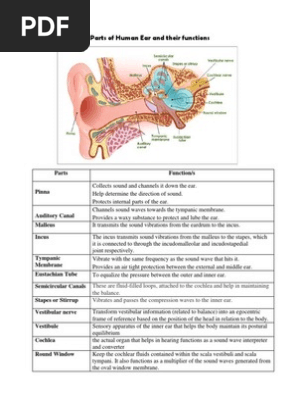 Parts Of The Inner Ear And Their Functions