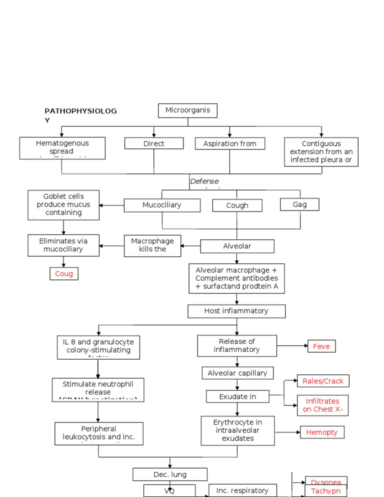 Pneumonia Pathophysiology | PDF | Macrophage | Pneumonia