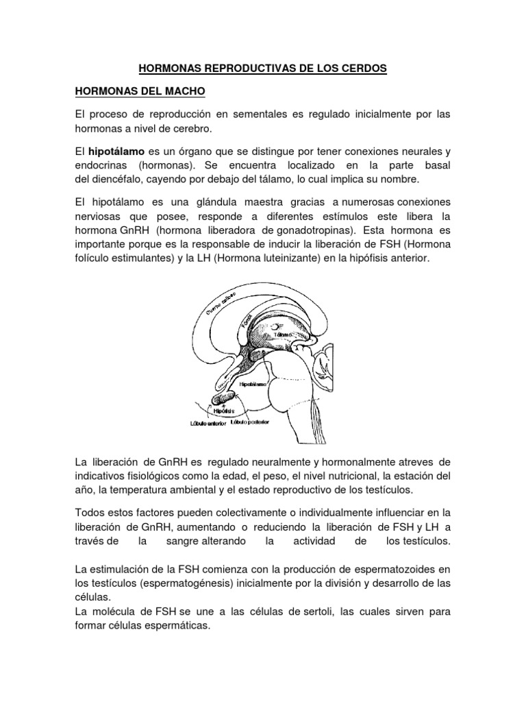 Hormonas Reproductivas en Cerdos | PDF | Hormona luteinizante ...