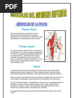 Nalgografia | PDF | Nalgas | Anatomía humana