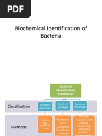 Clinical Bacterial Identification Guide | PDF | Streptococcus ...