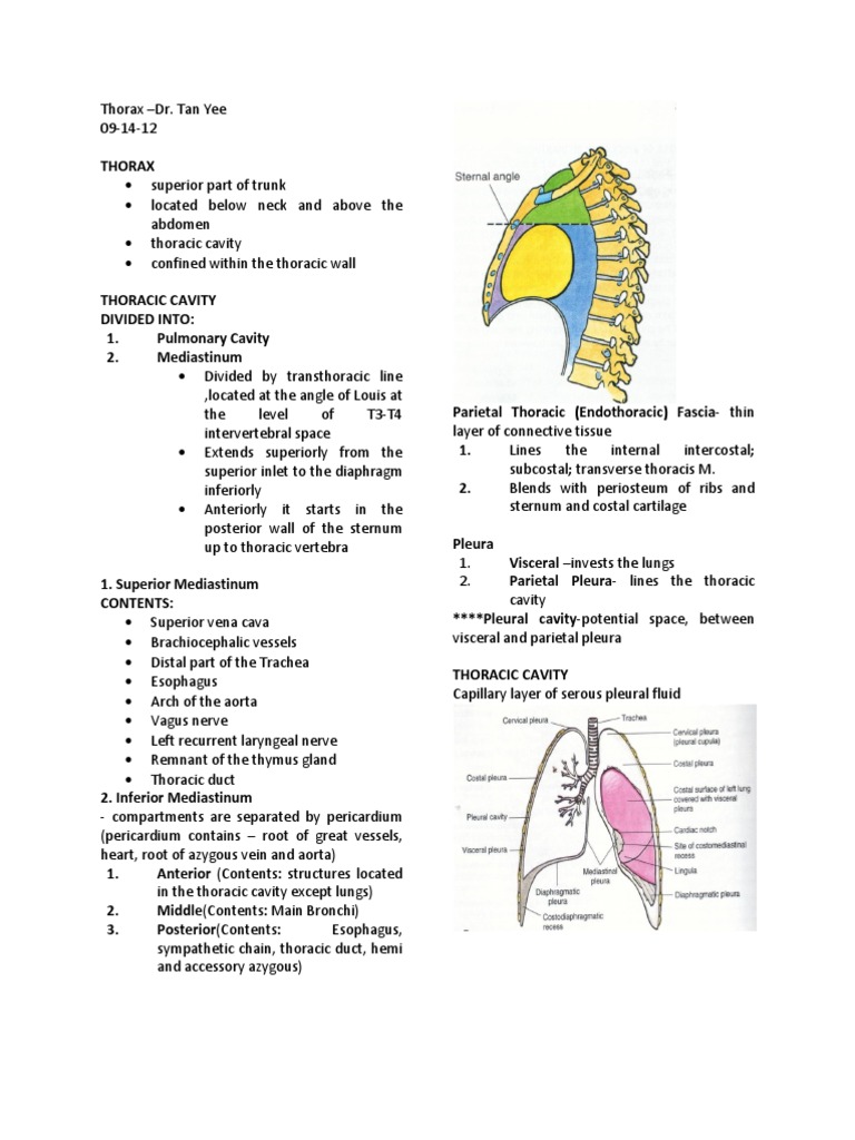 Thoracic Cavity | Download Free PDF | Thorax | Vertebra