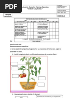 Actividades sobre partes de la planta | PDF | Hogar, jardinería y bricolaje
