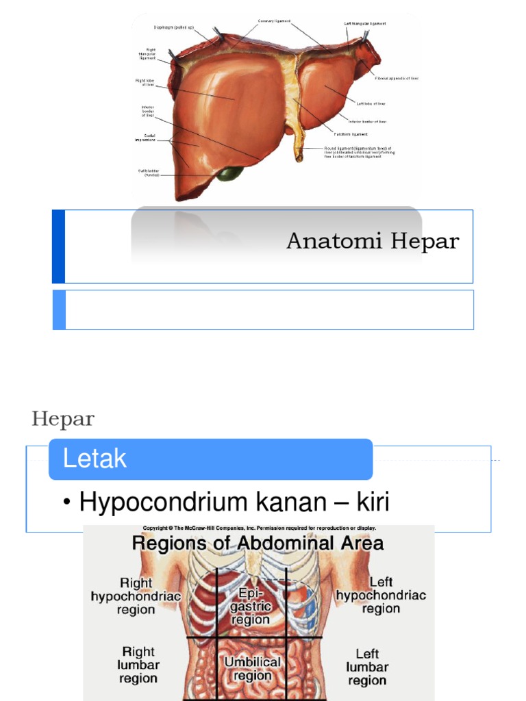 Kuliah Mandiri Anatomi Hepar | PDF