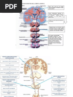 Tracto Rubroespinal | PDF | Cerebro | Neuroanatomía