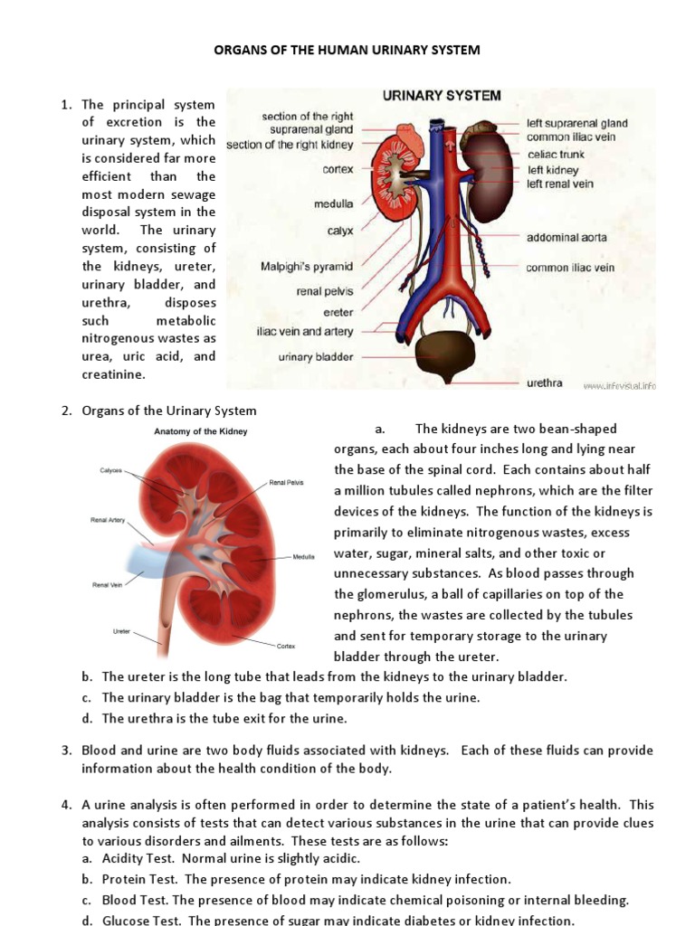Urinary System (Chart) | PDF | Urine | Skin