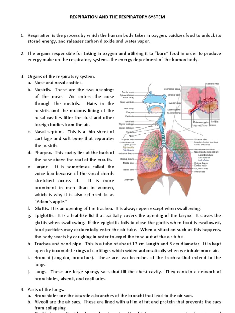 Respiratory System (Chart) | PDF | Lung | Breathing