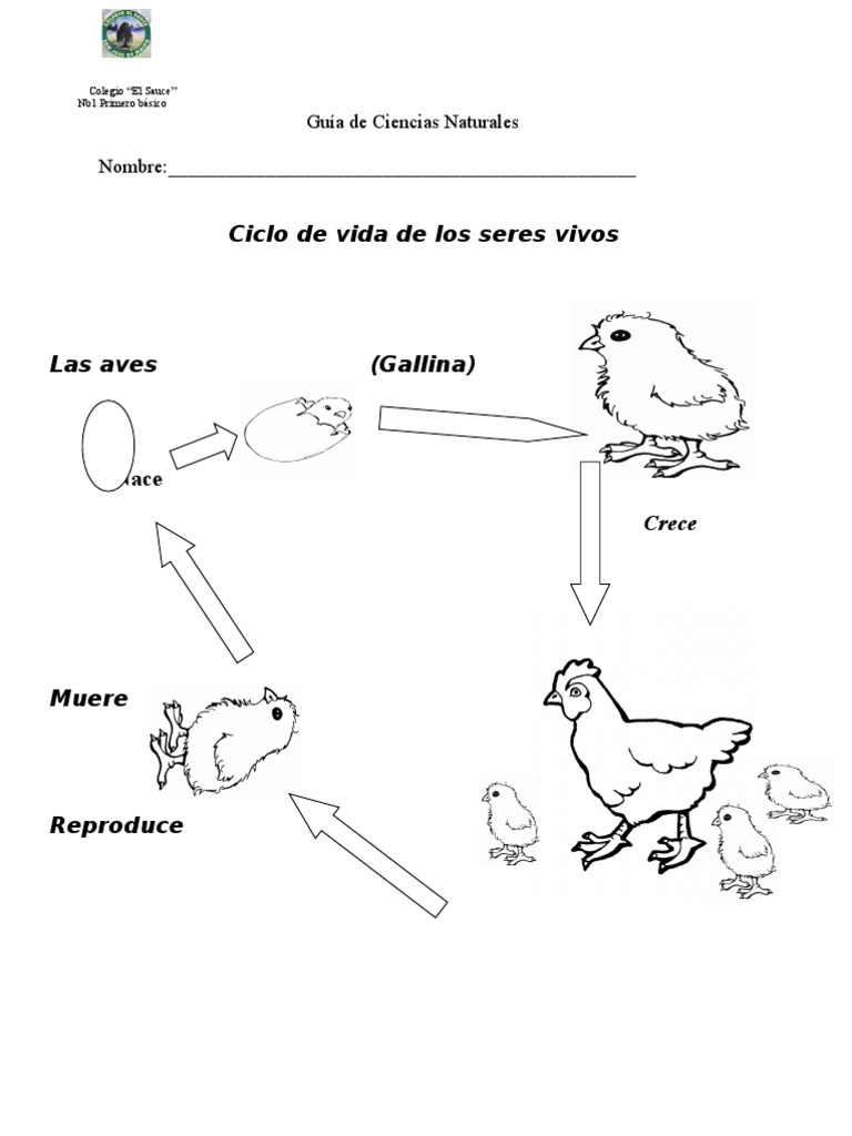 Ciclo de Vida de Los Seres Vivos | PDF