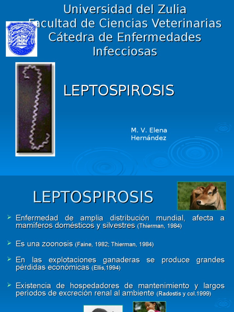 Clase Leptosp 09 | PDF | Meningitis | Inmunología