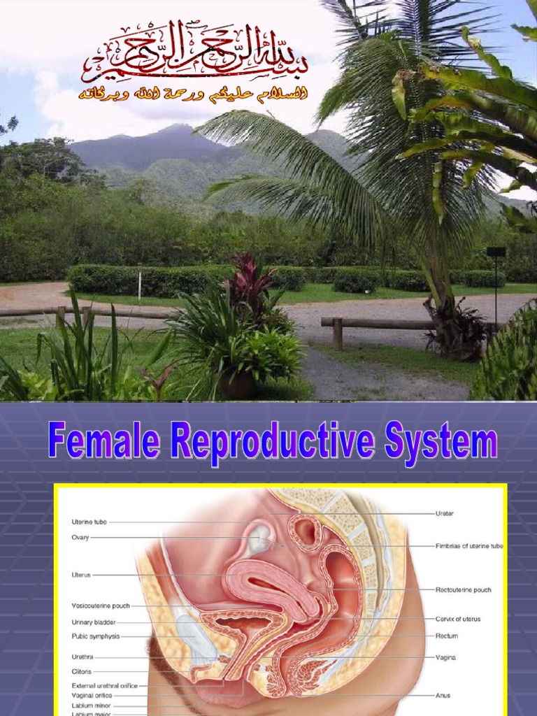 Female Reproductive System | PDF | Uterus | Ovary