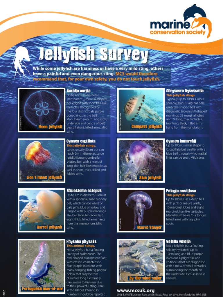 Jellyfish Guide | PDF