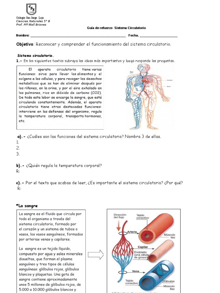 Guía Sistema circulatorio 5° basico