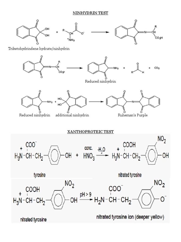 Ninhydrin Test | PDF