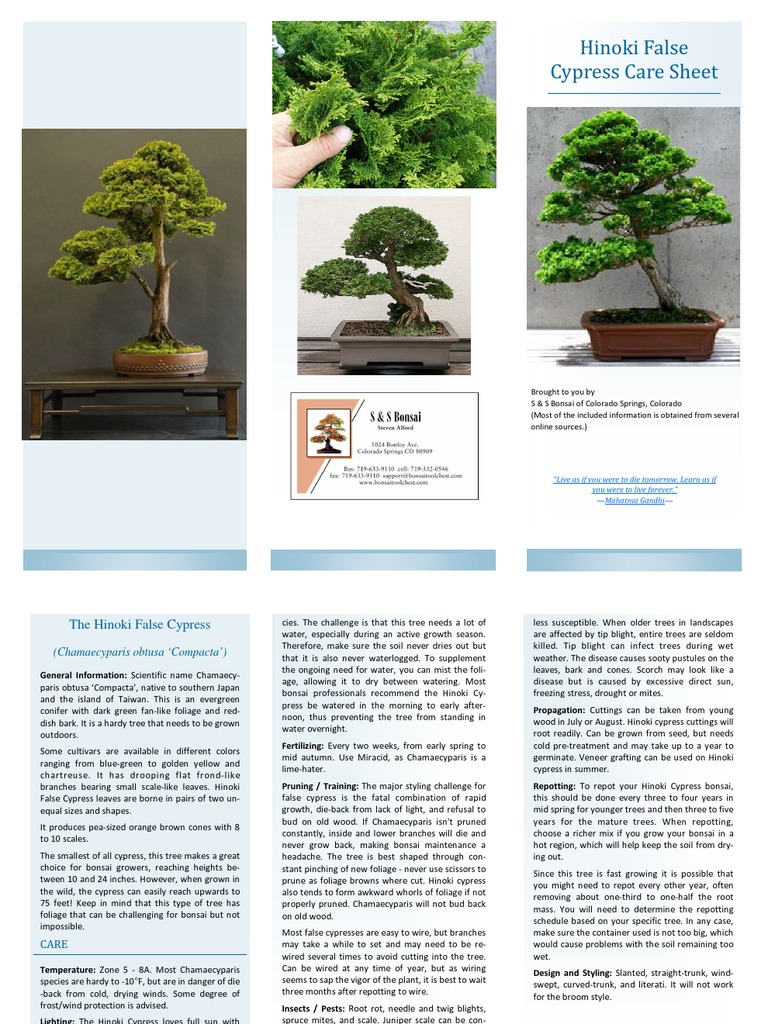 Hinoki Cypress PDF | PDF | Pruning | Trees