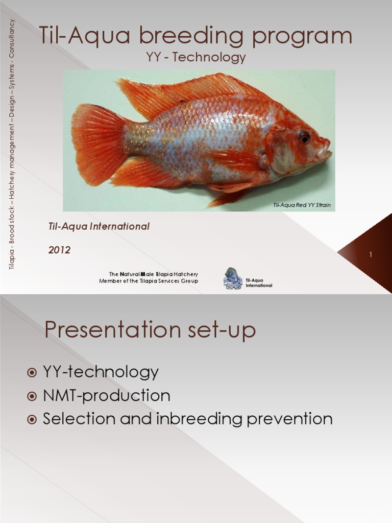Til-Aqua Breeding Program - YY Technology | PDF | Inbreeding ...