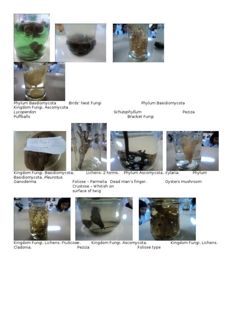 Kingdom Eubacteria, Archaebacteria, Fungi, Protista | PDF | Fungus ...
