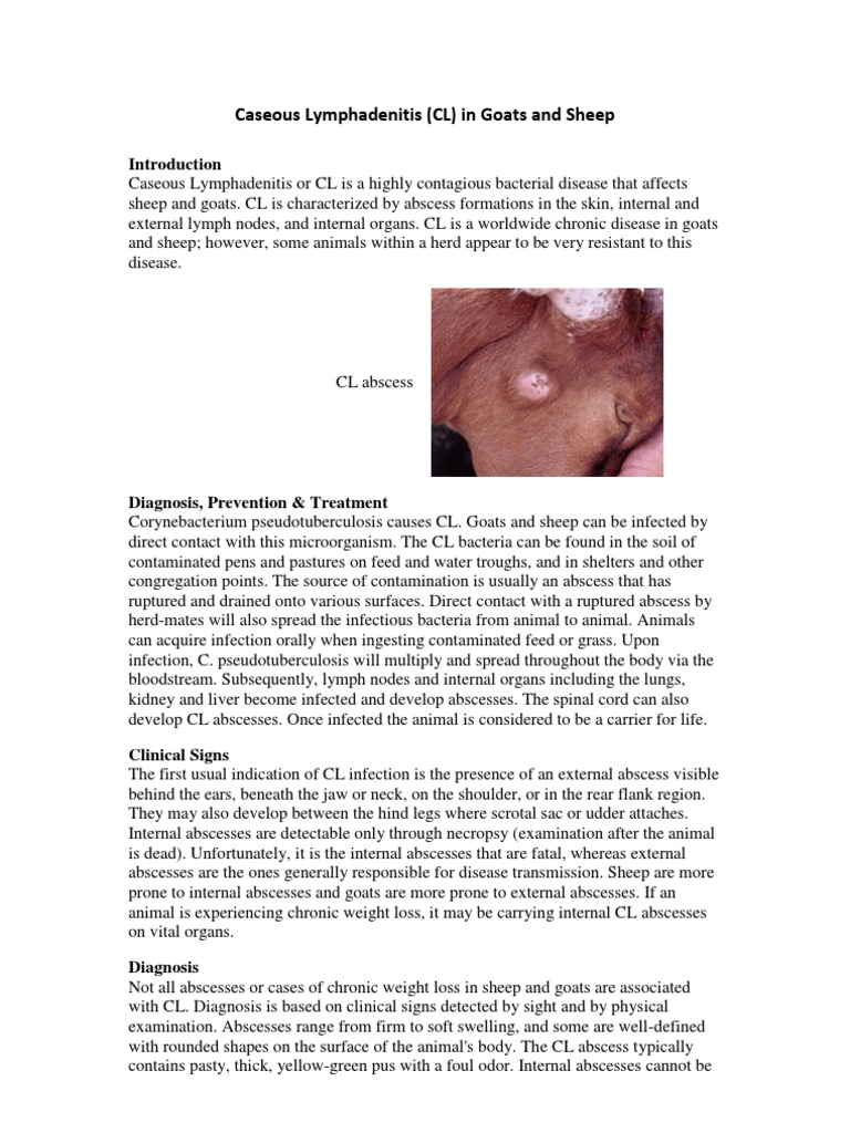 Caseous Lymphadenitis (CL) in Goats and Sheep | PDF | Infection | Vaccines