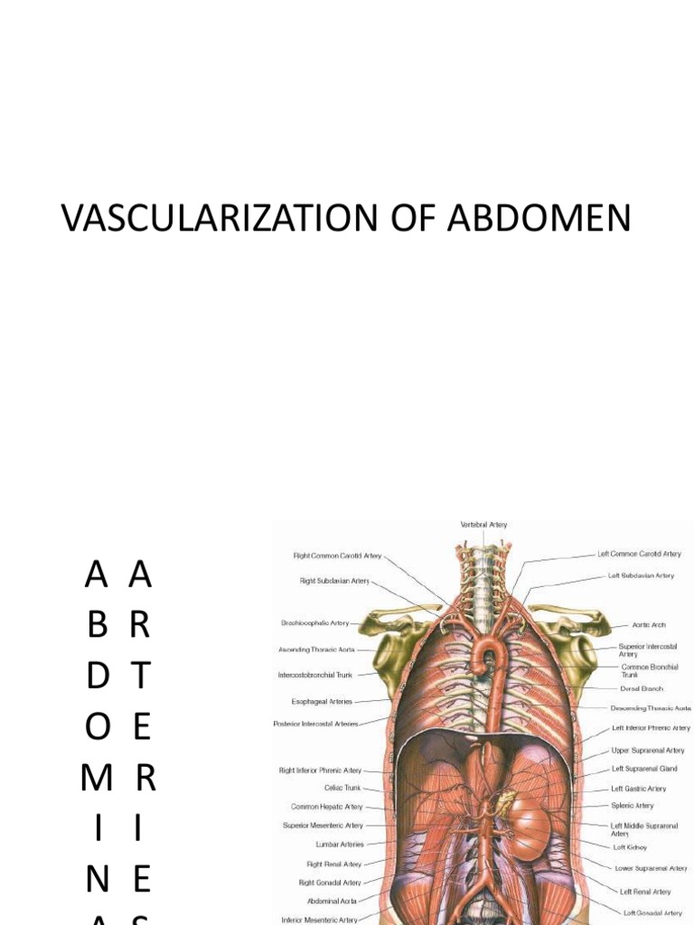 Vascularization of Abdomen | PDF | Angiology | Human Anatomy