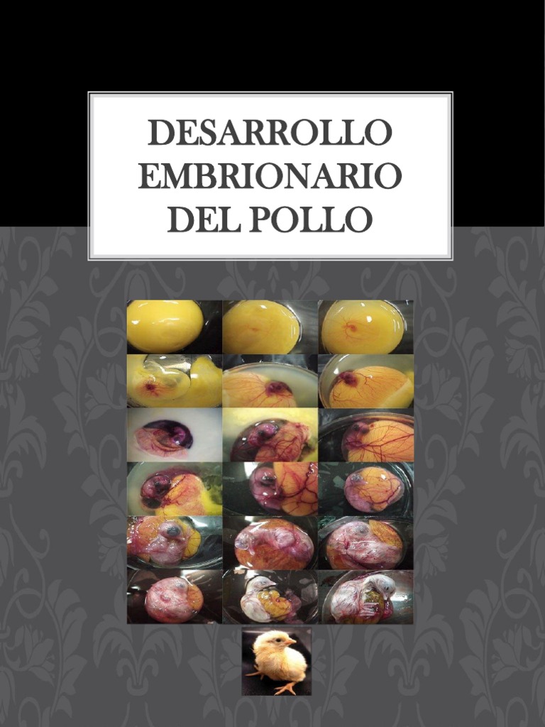 Desarrollo Embrionario Del Pollo