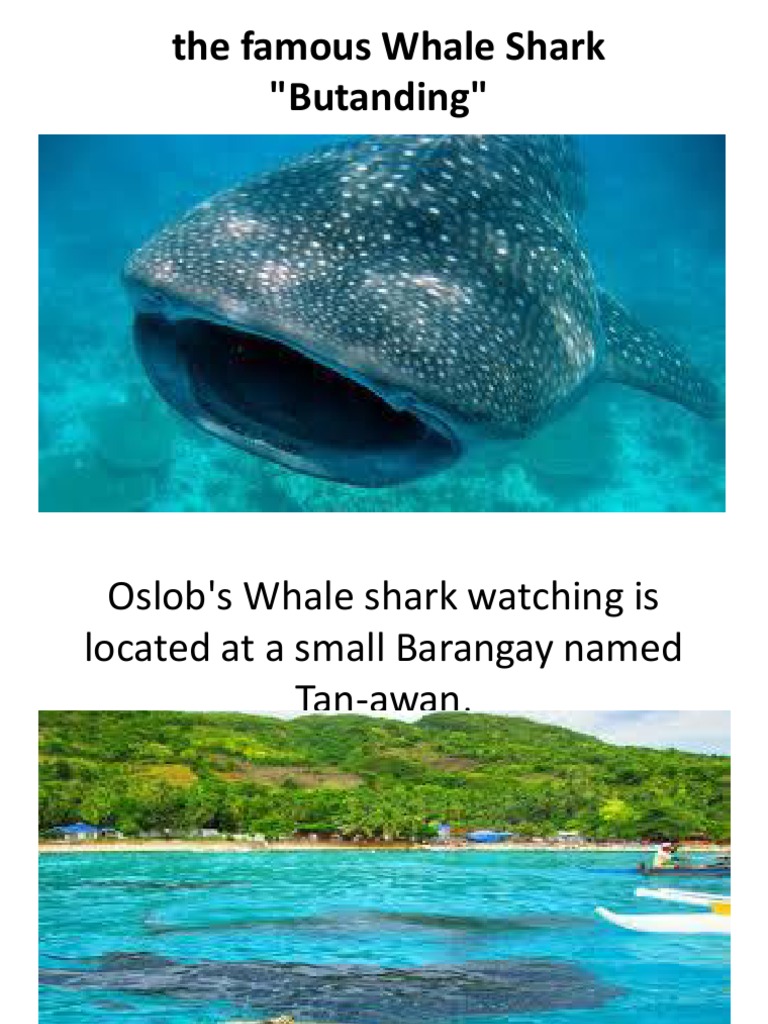 Oslob Whale Shark Watching Guide | PDF