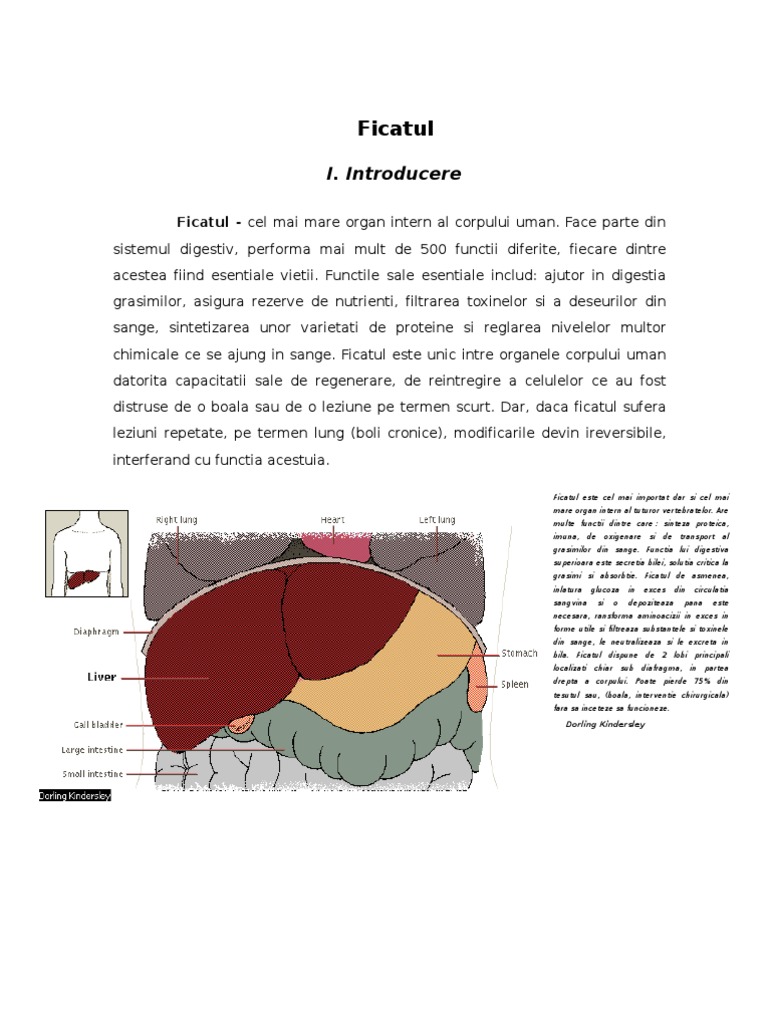 Ficat Anatomie | PDF