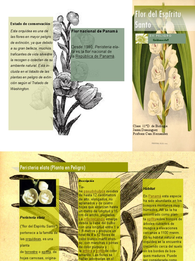 Flor del Espíritu Santo: Peligro y Conservación | PDF