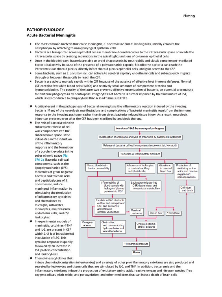 Pathophysiology Acute Bacterial Meningitis | Inflammation | Meningitis