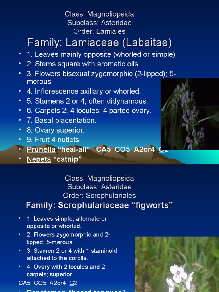 Asteridae | PDF | Petal | Horticulture And Gardening