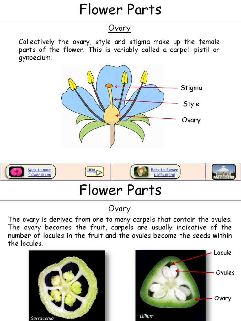 Flower Ovary