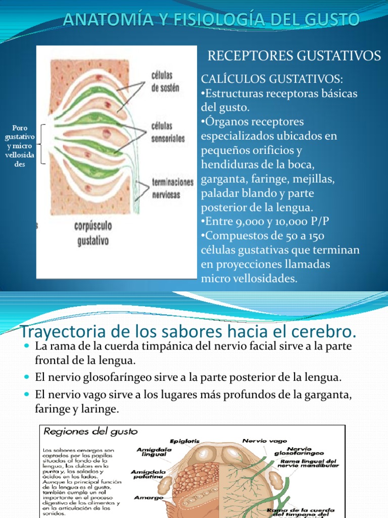 Anatomía y Fisiología Del Gusto