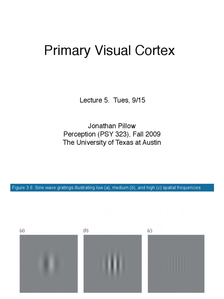 Lec05 V1 | PDF | Visual System | Visual Cortex