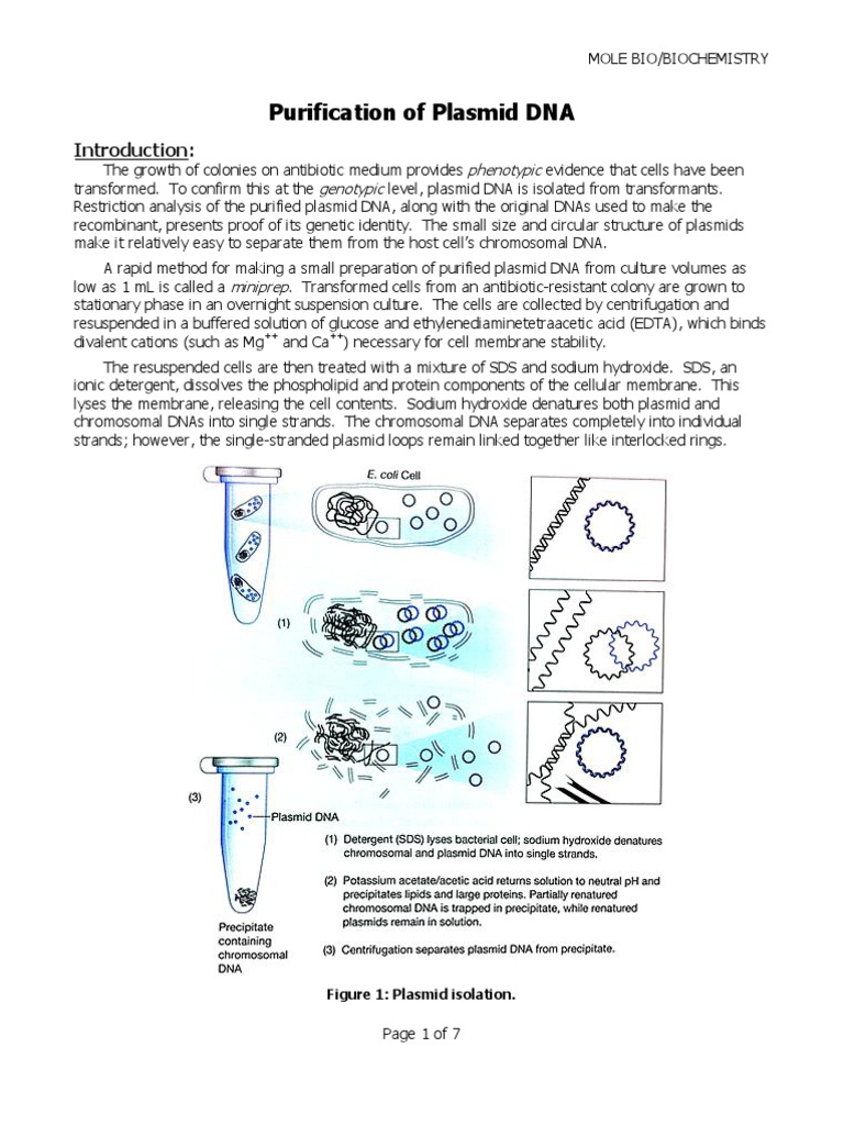 MOLECULAR Lab 25 - Purification of Fluorescent Plasmid DNA | PDF ...
