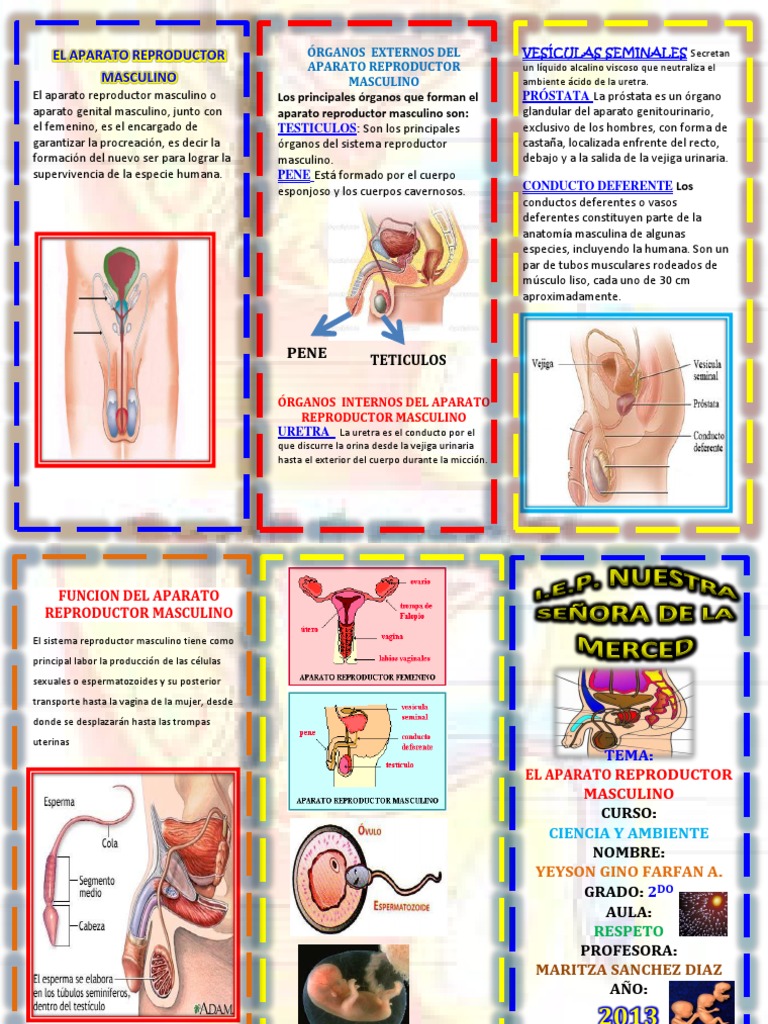El Aparato Reproductor Masculino