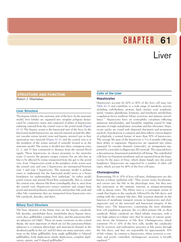 Liver: Structure and Function | PDF | Hepatocyte | Liver