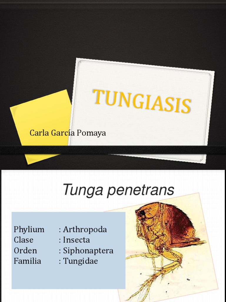 Tungiasis | PDF | Medicina | Especialidades Medicas