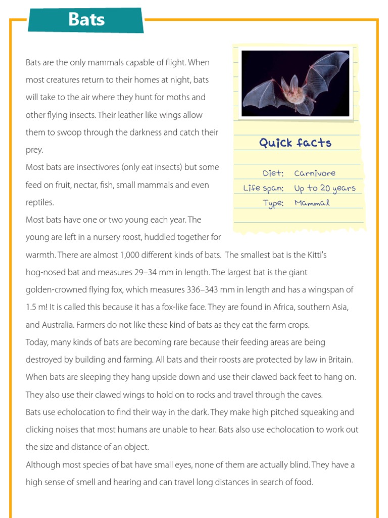Bats - Reading Comprehension | PDF | Bat | Organisms