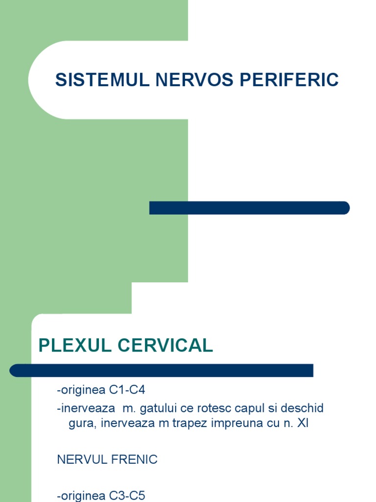 C7 - Sistemul Nervos Periferic | PDF