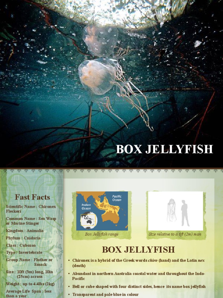 Eng JAZILAH AYU ALIMAN | PDF | Animal Taxonomy | Zoology