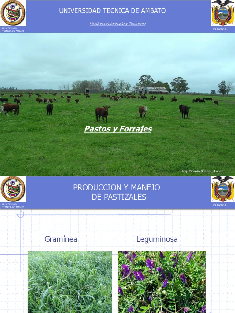 Pastos Y Forrajes