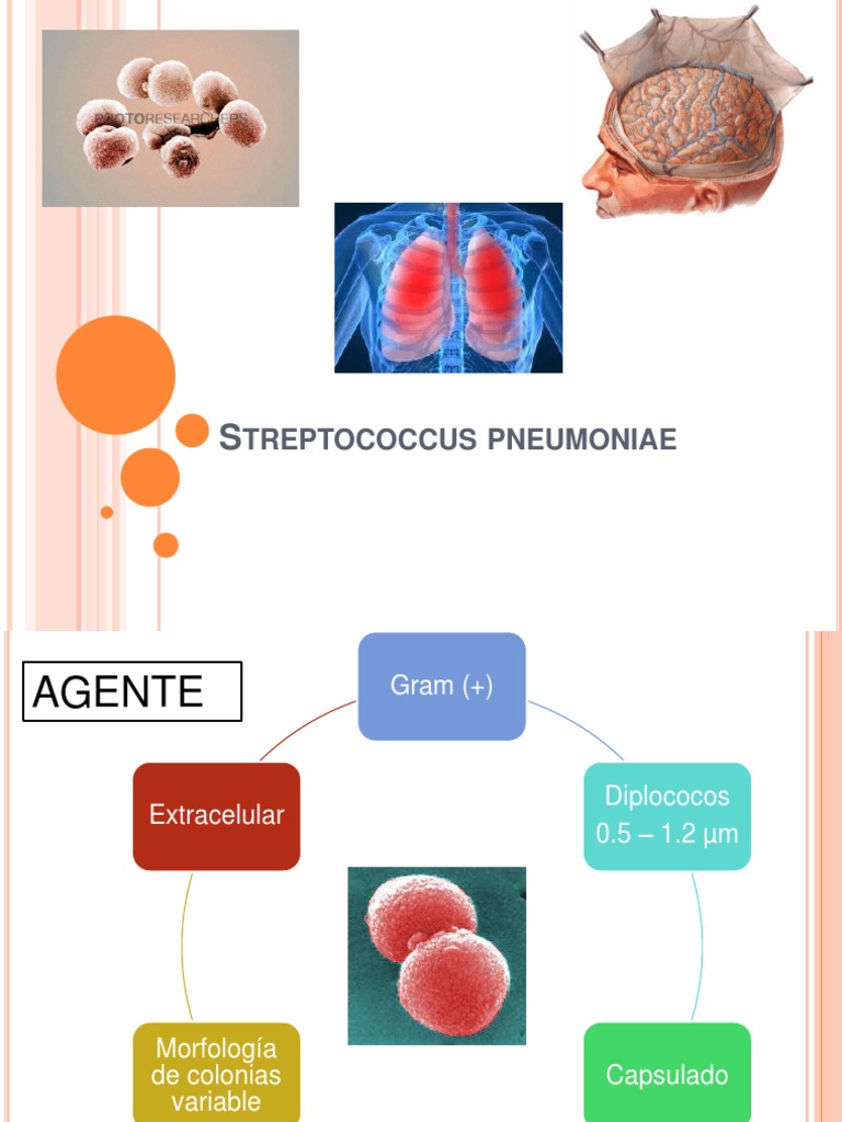 Streptococcus Pneumoniae | PDF | Neumonía | Especialidades Medicas