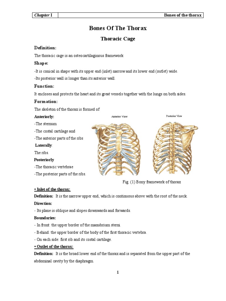 Bones of The Thorax. | PDF | Vertebra | Vertebral Column