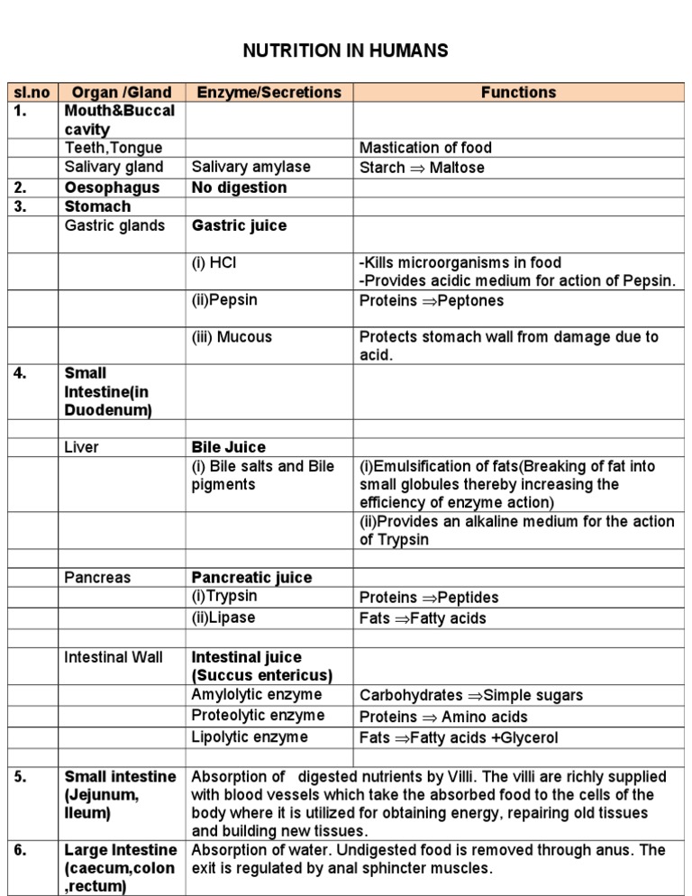 Digestive Enzymes and Functions Table | PDF | Digestion | Stomach
