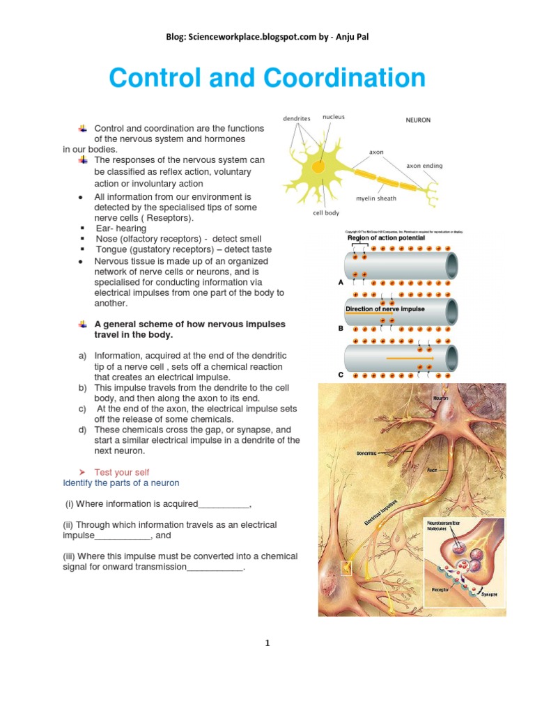 Control and Coordination | PDF | Plant Hormone | Neuron