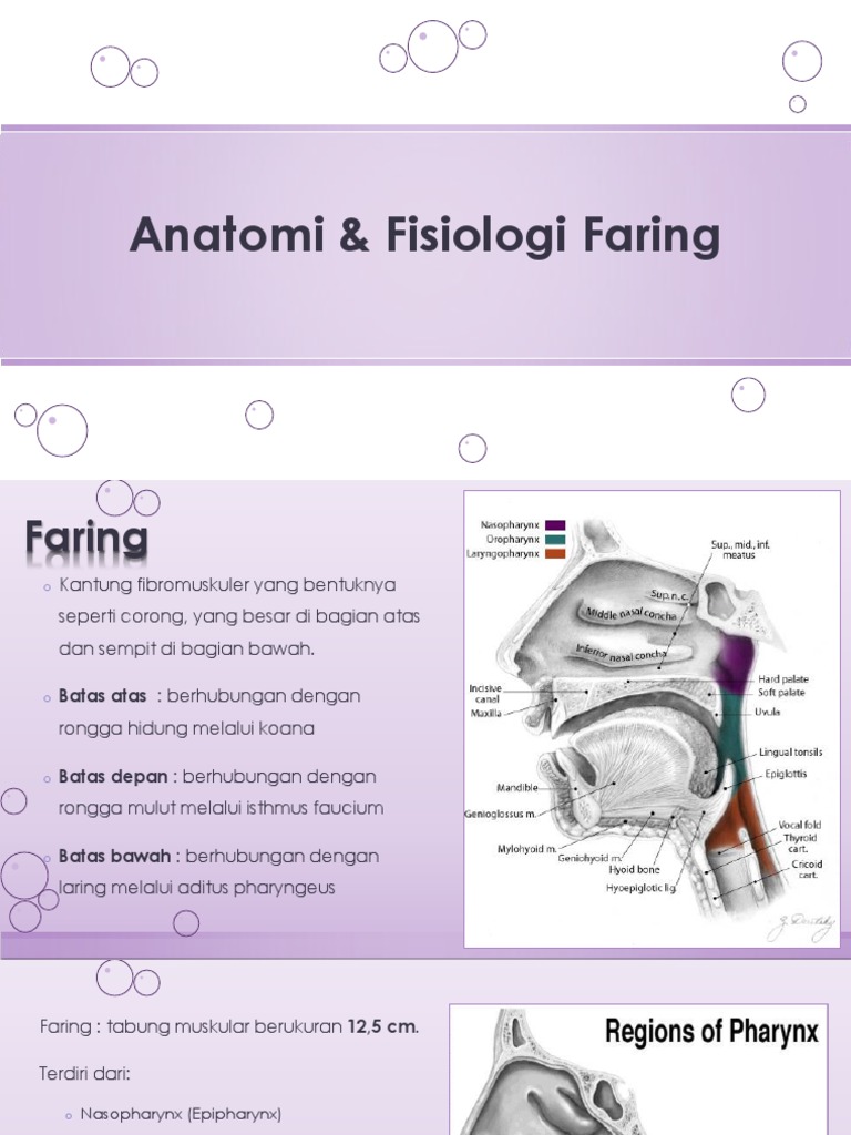 Anatomi & Fisiologi Faring