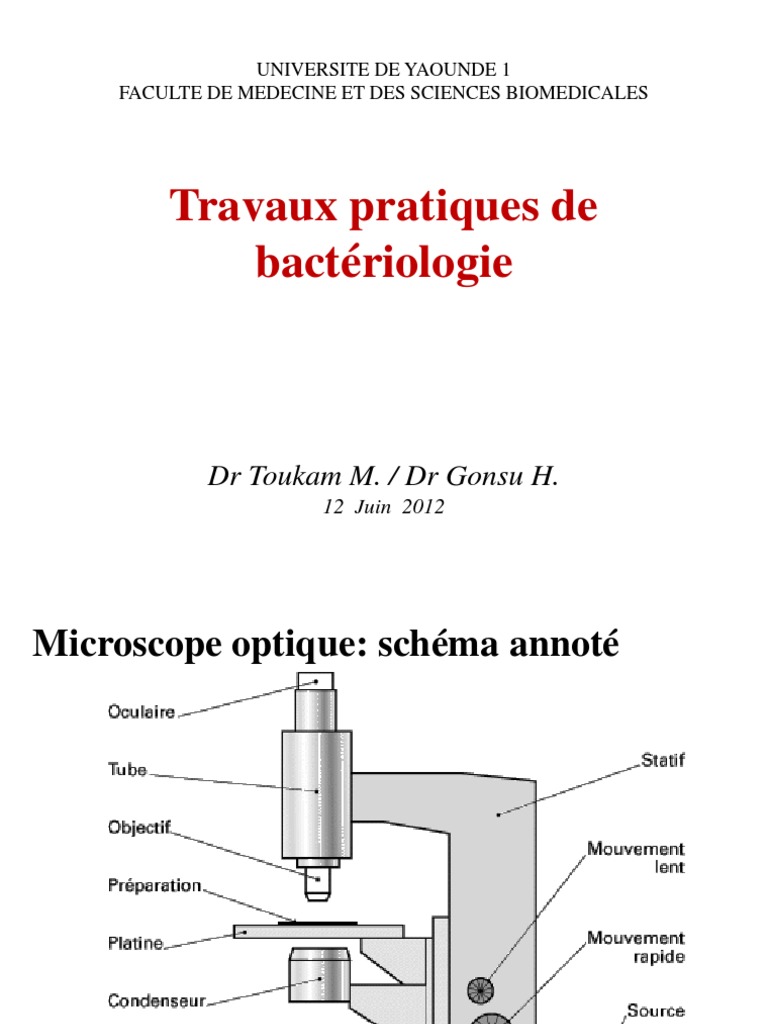 TP Microbio Niv 1 Lecture Lames | PDF | Micro-organisme | Histopathologie